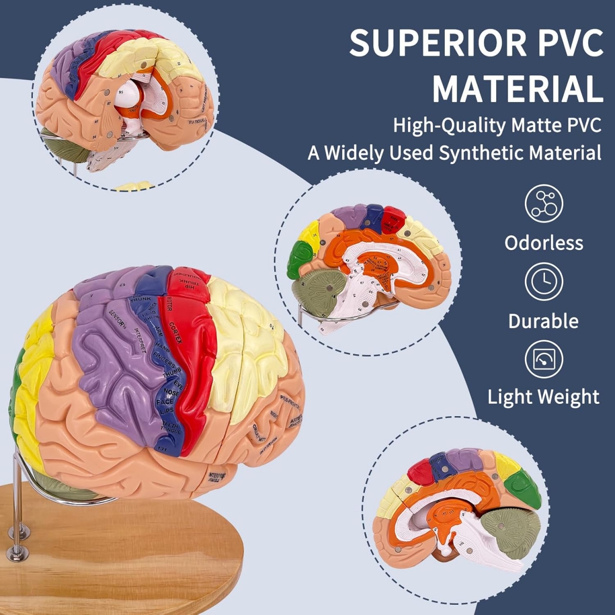 2 Times Enlarged Human Brain Model — MYASKRO (4 detachable parts)